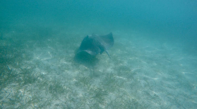 Why the Castaway Cay Getaway Package is the Perfect Excursion Choice on ...